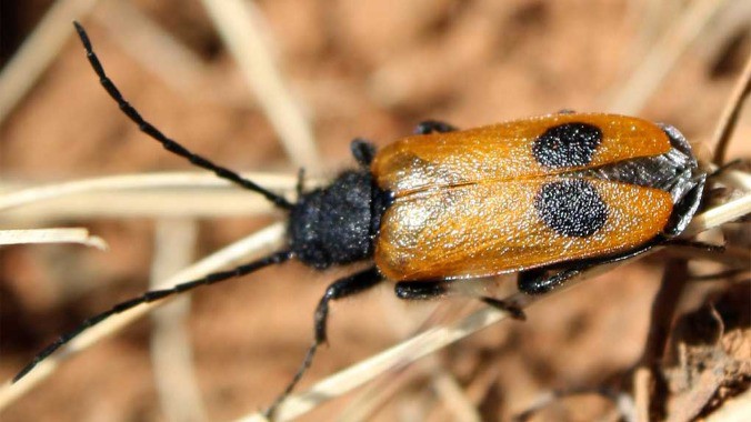 RARE INSECT BLOCKS BUMPY MICROSOFT VENTURE IN SWEDEN - Datacenter Forum